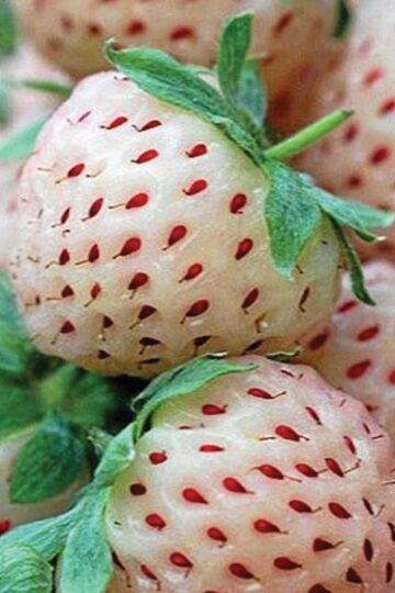 WHITE FRUIT (WITH PHOTOS) - Delciously Nikki
