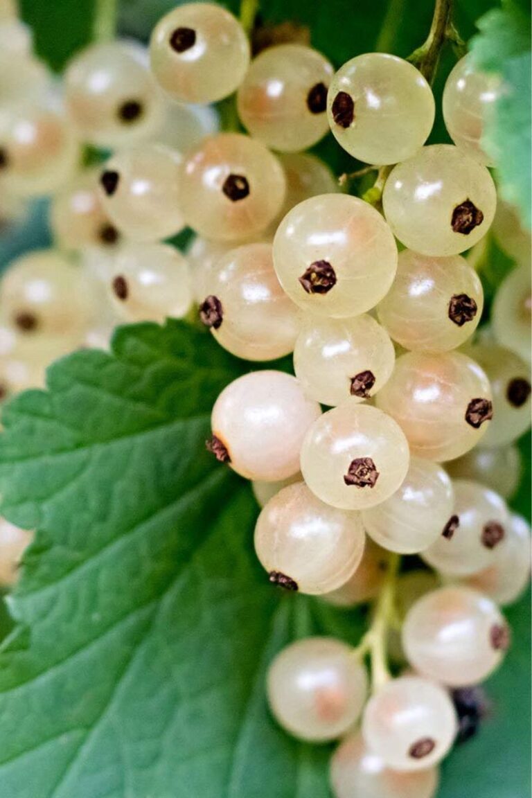 WHITE FRUIT (WITH PHOTOS) - Delciously Nikki