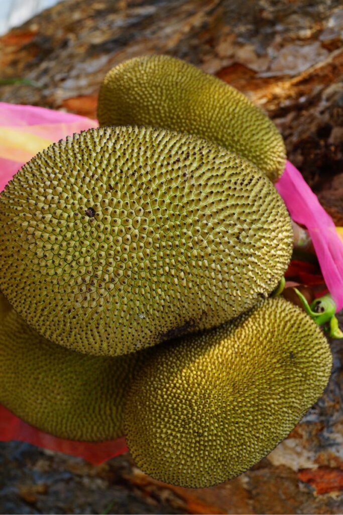 FRUITS THAT ARE BROWN (WITH PICTURES) - Delciously Nikki