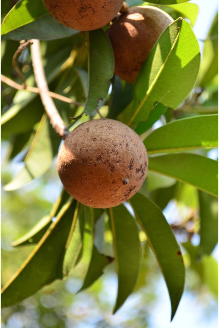 FRUITS THAT ARE BROWN (WITH PICTURES) - Delciously Nikki