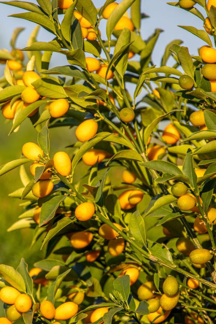 ORANGE FRUIT (WITH NAMES AND PICTURES) - Delciously Nikki