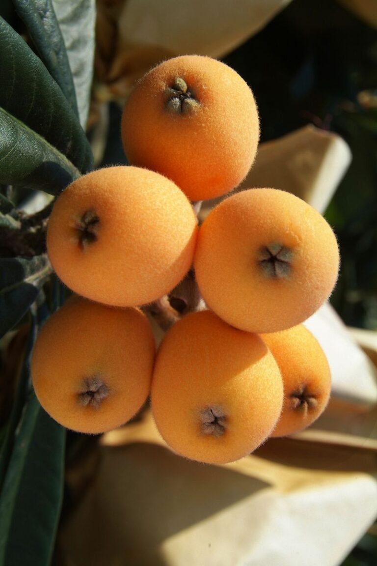 ORANGE FRUIT (WITH NAMES AND PICTURES) - Delciously Nikki