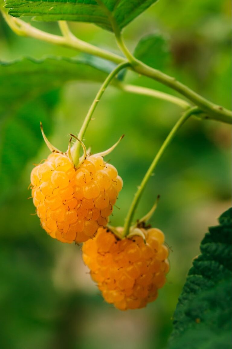 ORANGE FRUIT (WITH NAMES AND PICTURES) - Delciously Nikki