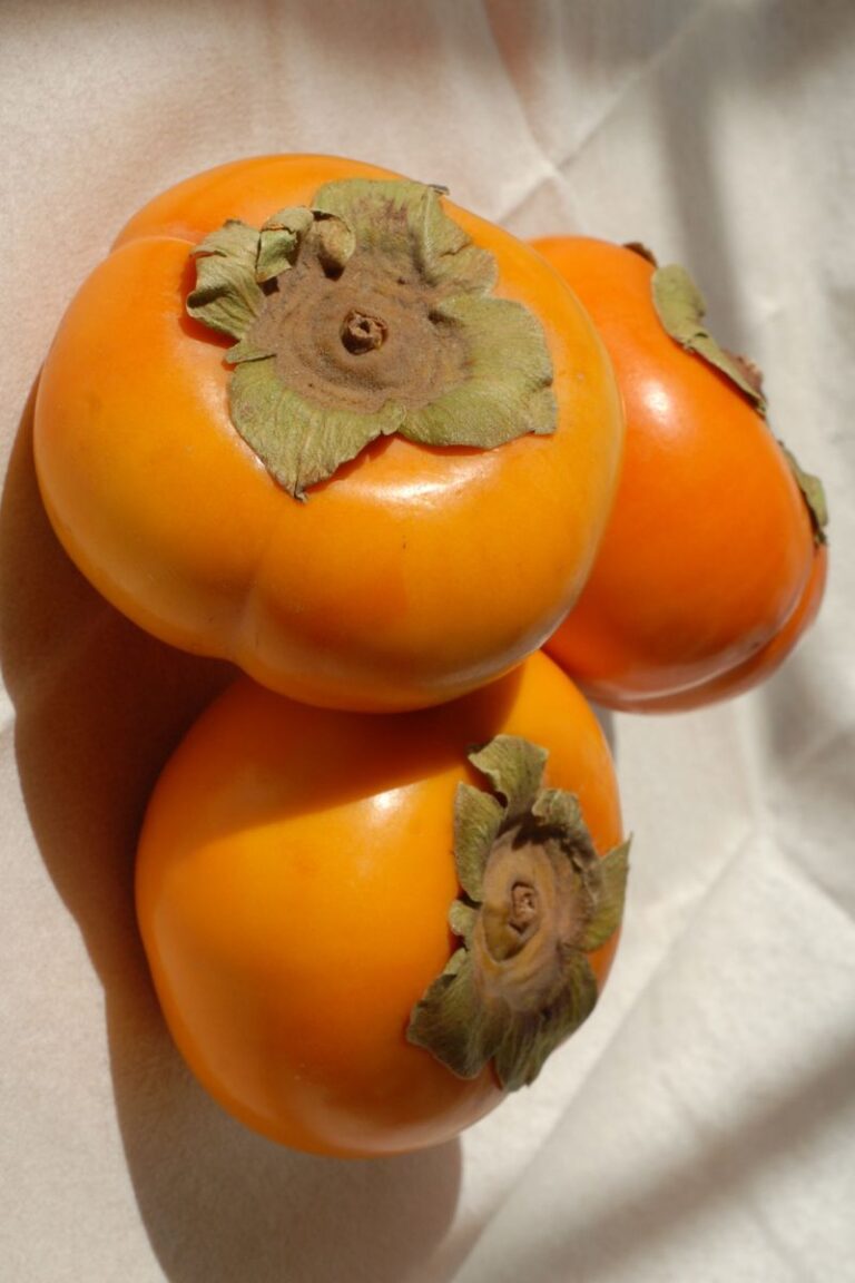 ORANGE FRUIT (WITH NAMES AND PICTURES) - Delciously Nikki